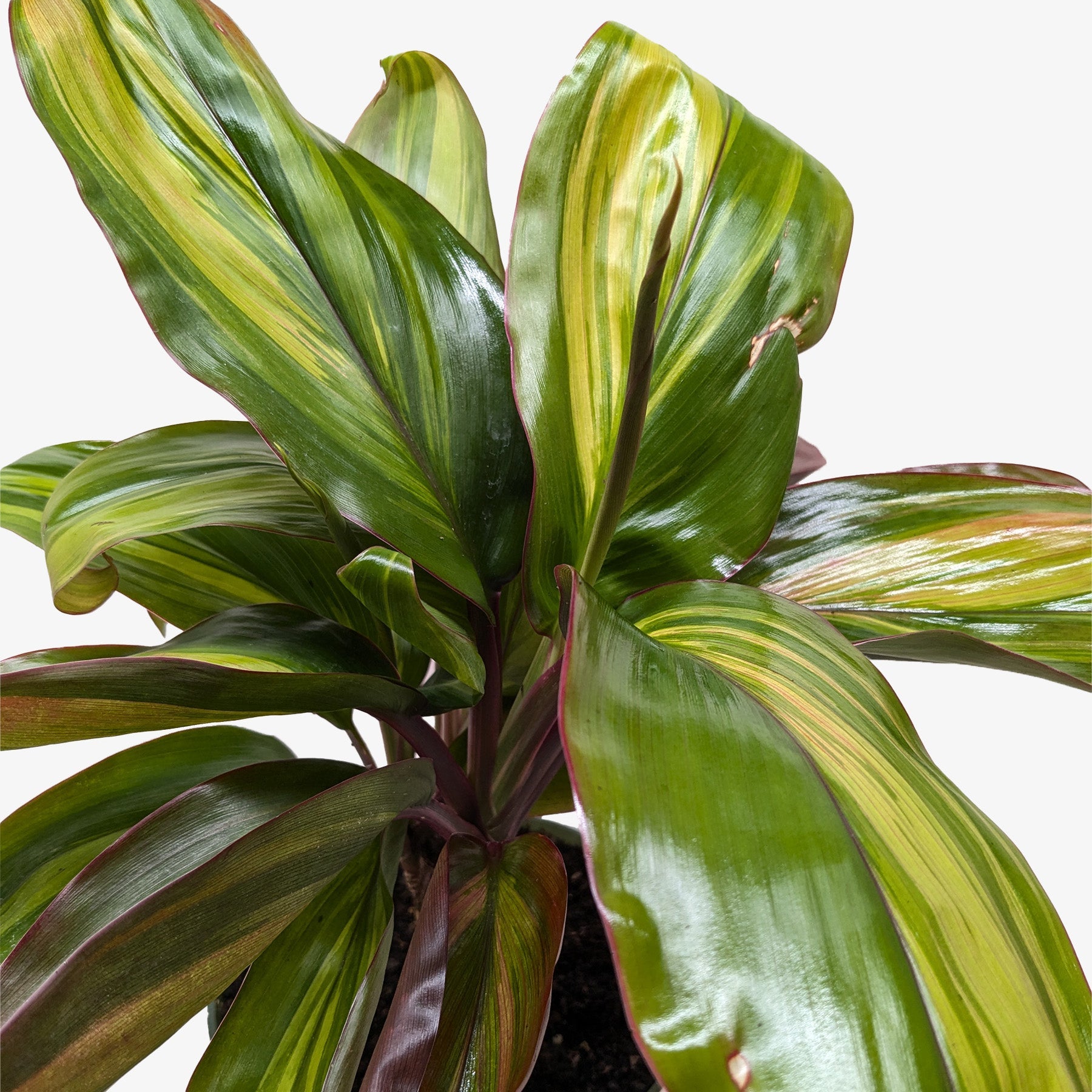 Cordyline Ti Plant Care Guide: Light, Water & Color Tips | Izzy's ...